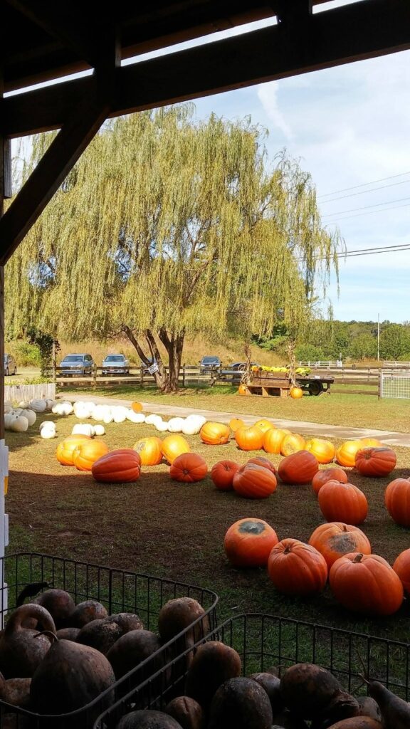 The 20 Best Corn Mazes in Georgia (Haunted Mazes, Kids Mazes & More)