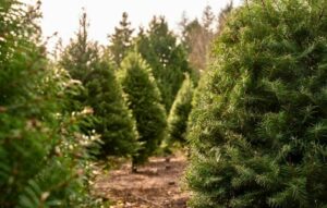 The 15 Best Christmas Tree Farms in Virginia (2023)