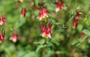 North Carolina Wildflowers Guide (& Where to See Them in Western NC)