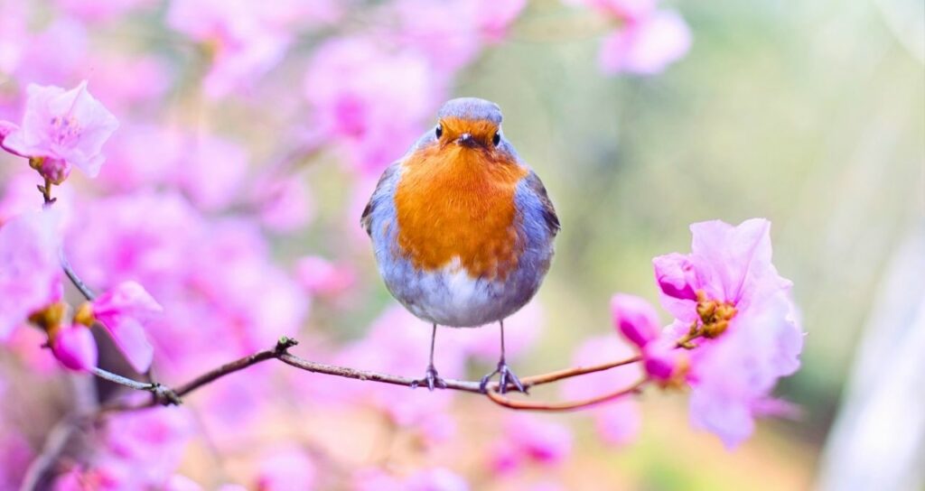 20 Beautiful Birds of Tennessee