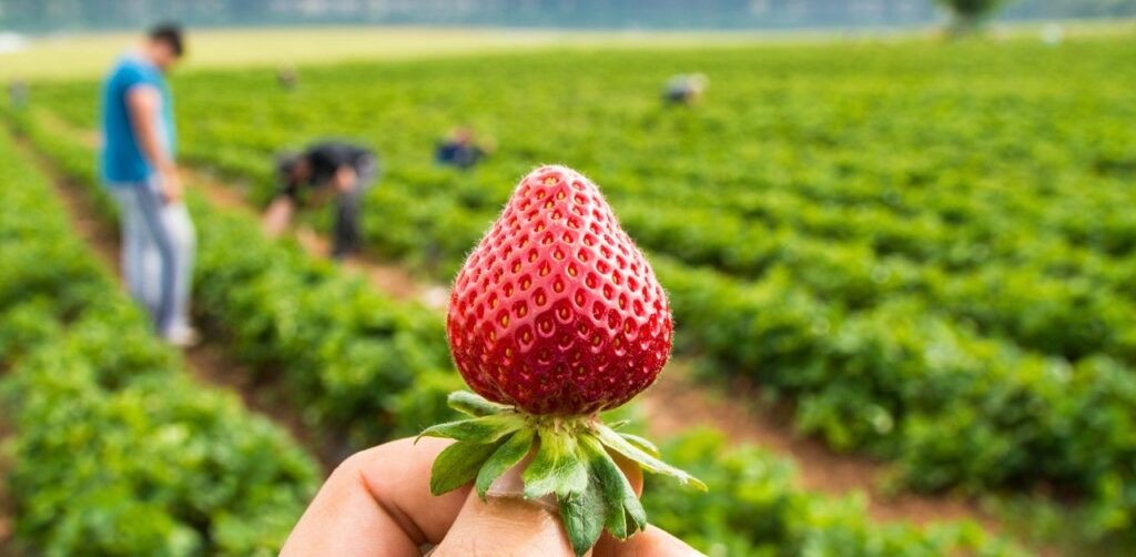 Strawberry Picking in GA: The 10 Best Strawberry Farms to Visit