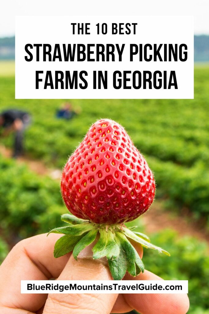 Strawberry Picking in GA: The 10 Best Strawberry Farms to Visit