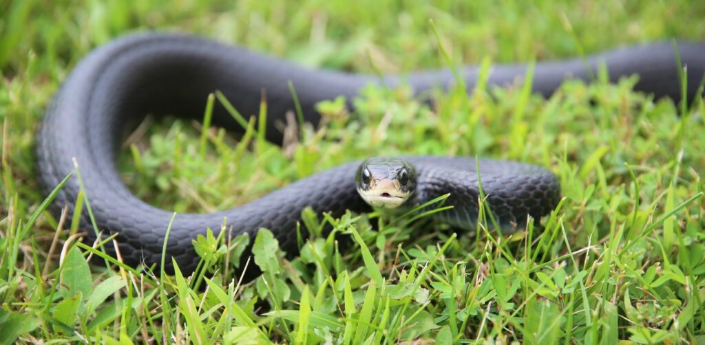 Non-Venomous vs Venomous Snakes in Tennessee (ID Guide)