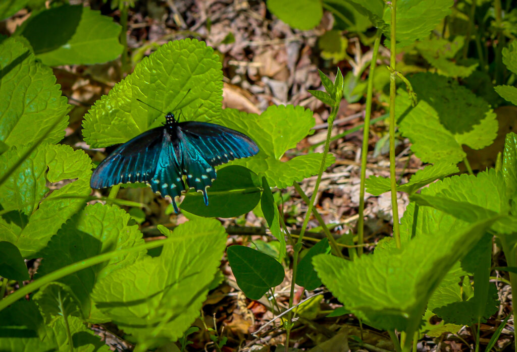 20 Beautiful Butterflies in VA