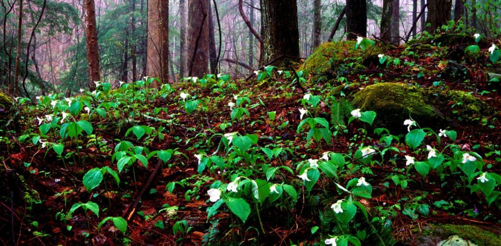 15 Beautiful Wildflowers of Tennessee (and Where to See Them)