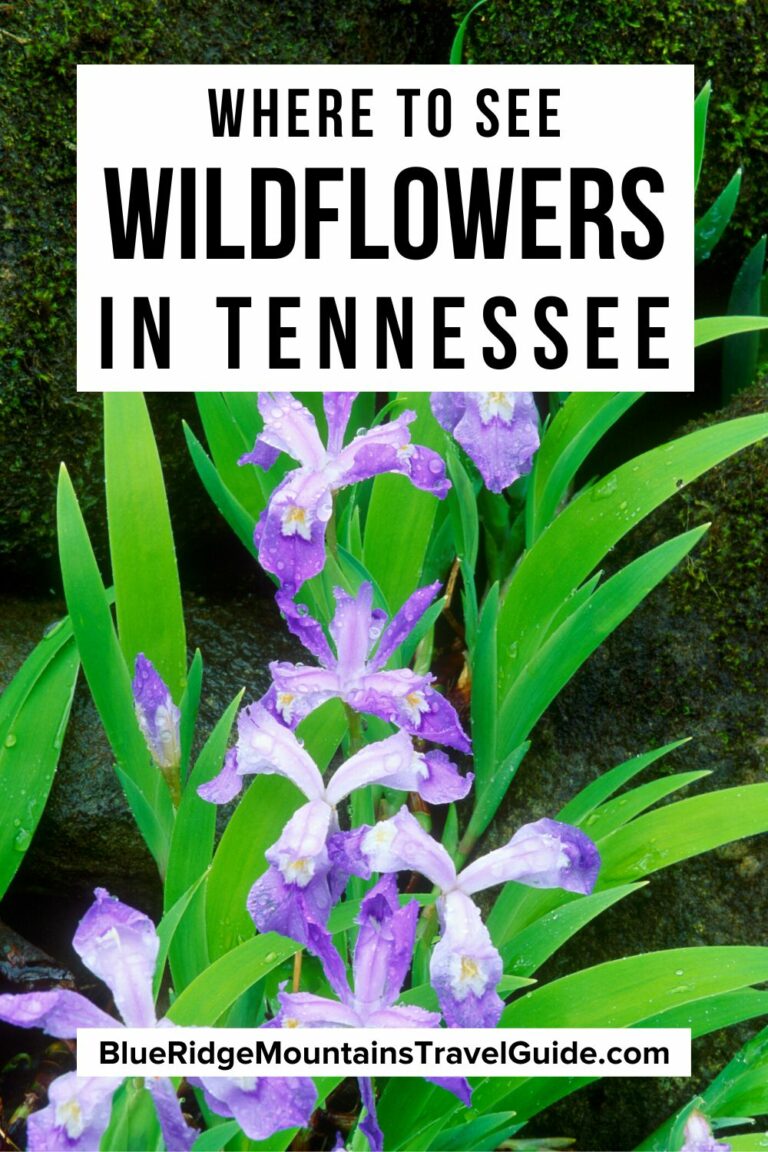 15 Beautiful Wildflowers of Tennessee (and Where to See Them)