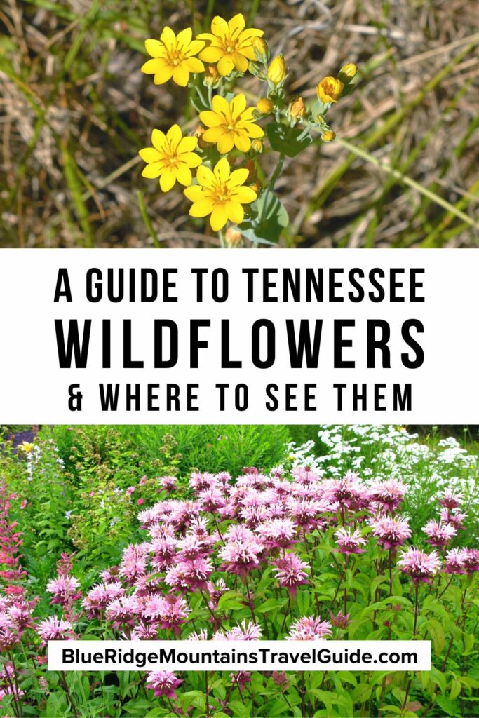 15 Beautiful Wildflowers of Tennessee (and Where to See Them)