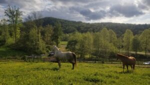 The 10 Best Blue Ridge, Georgia Horseback Riding Tours