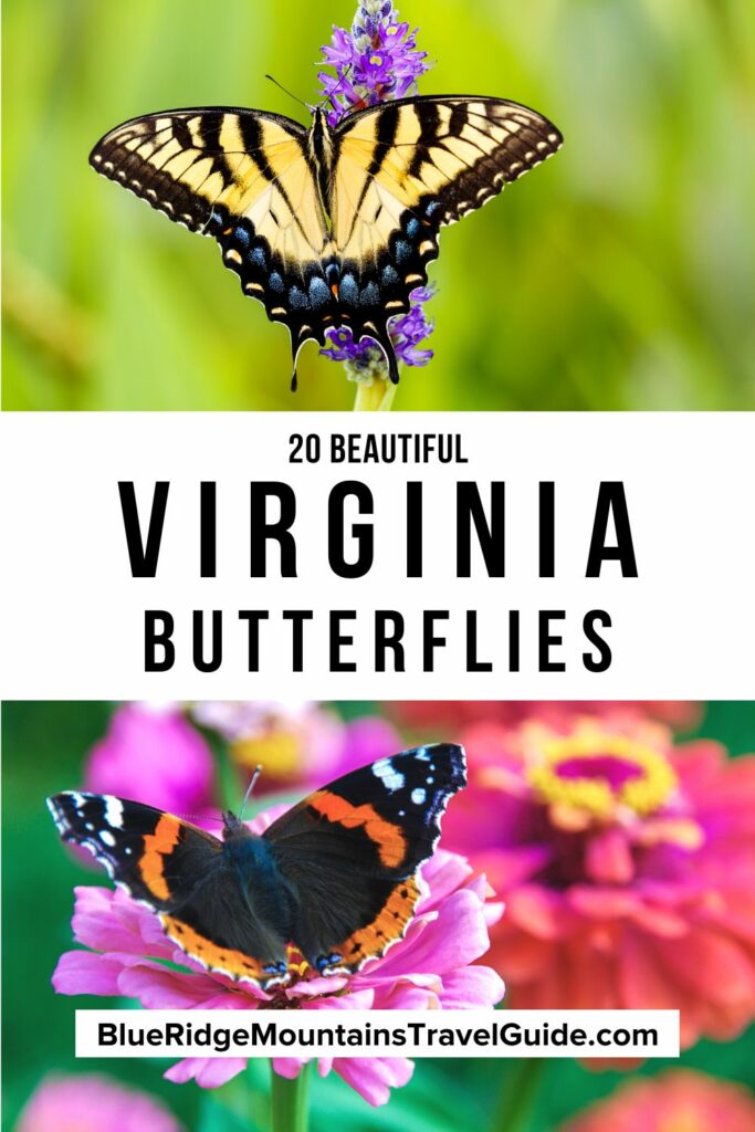 20 Beautiful Butterflies in VA