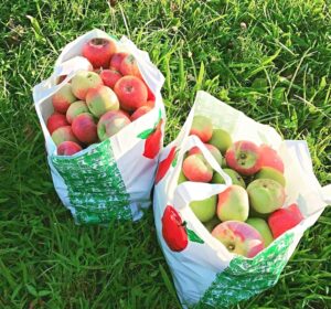 The 10 Best Apple Orchards in Tennessee for Apple Picking & More