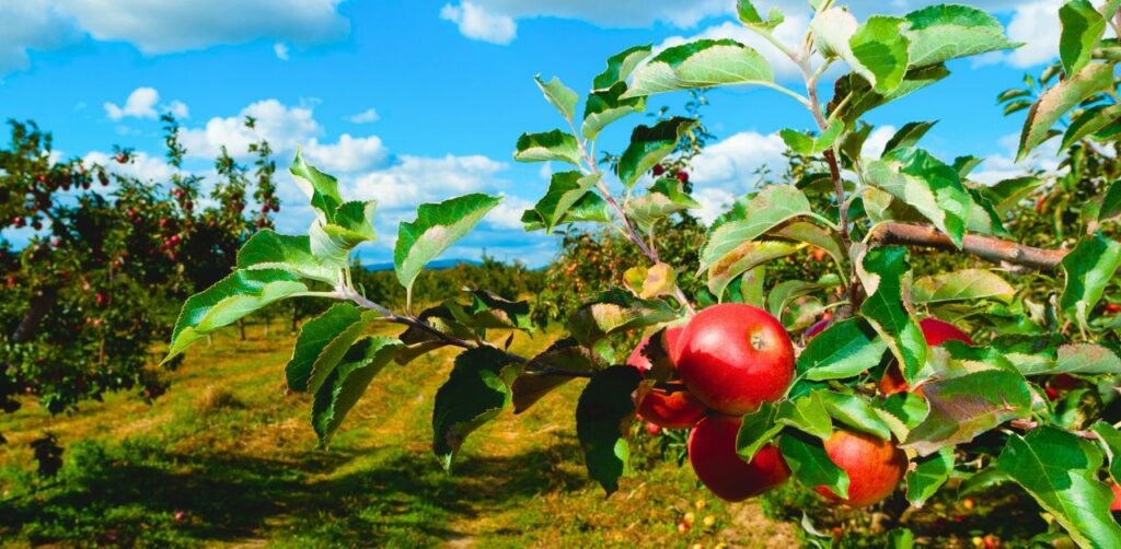 The 10 Best Places for Apple Picking in Atlanta to Visit - Blue Ridge ...