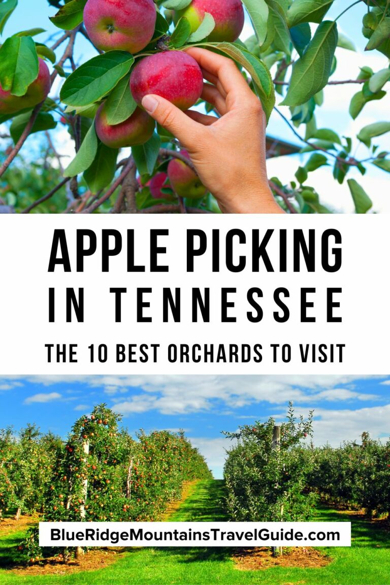 The 10 Best Apple Orchards in Tennessee for Apple Picking & More