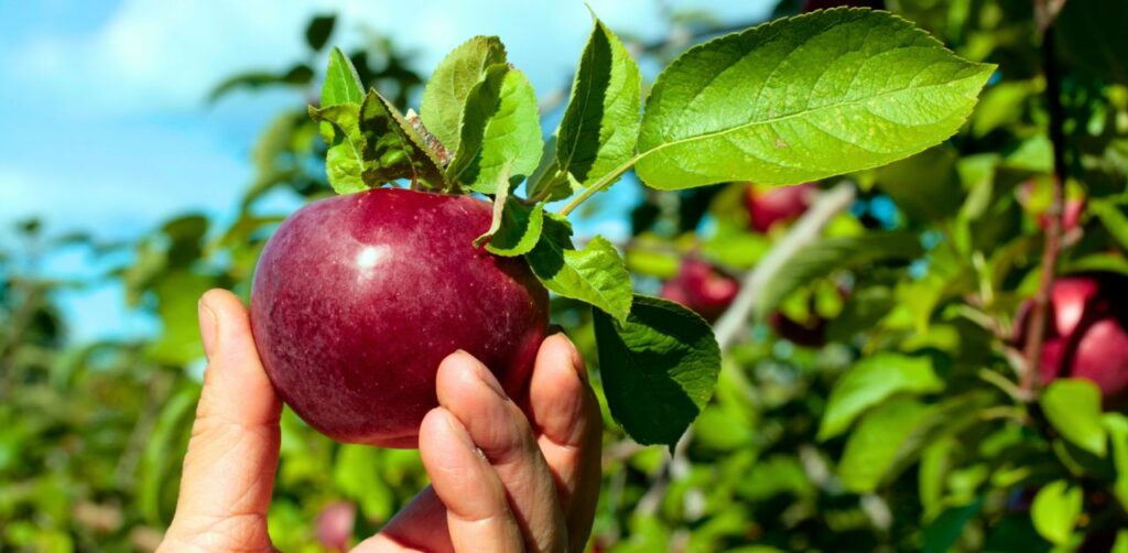 The 10 Best Apple Orchards in Tennessee for Apple Picking & More