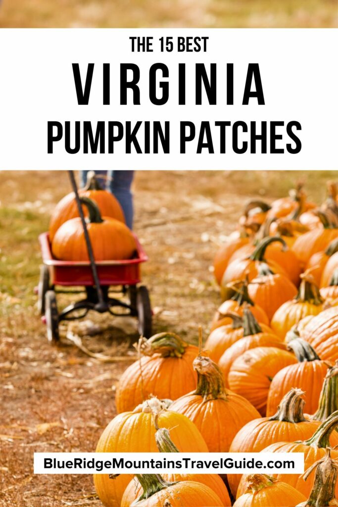 The 15 Best Pumpkin Patches in VA to Visit for 2025 - Blue Ridge ...