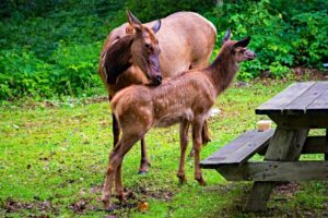 The 10 Best Cherokee NC Campgrounds to Visit - Blue Ridge Mountains ...
