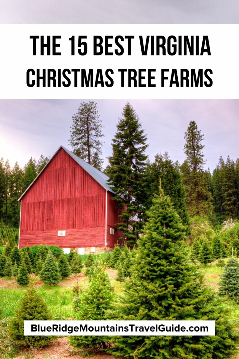 The 15 Best Christmas Tree Farms in Virginia (2024)