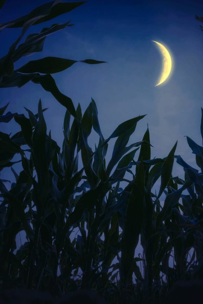 The 10 Best Corn Mazes in Virginia to Visit - Blue Ridge Mountains ...