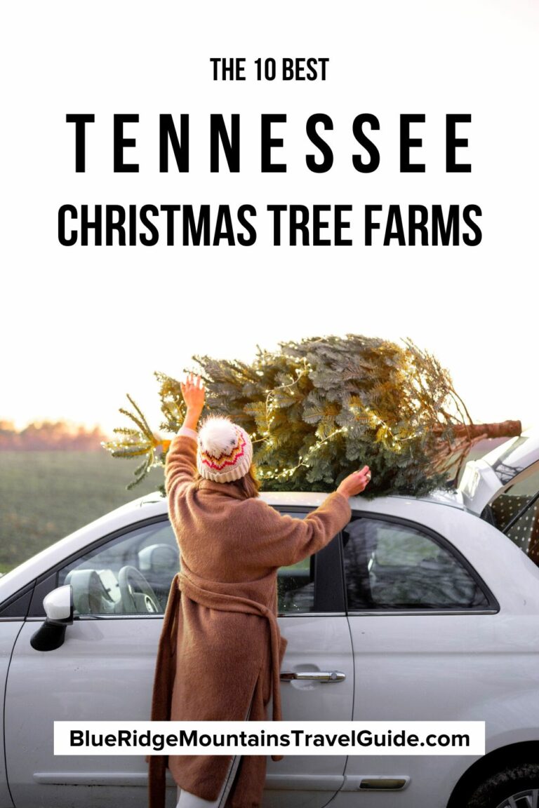 The 10 Best Christmas Tree Farms in Tennessee (2023) - Blue Ridge ...