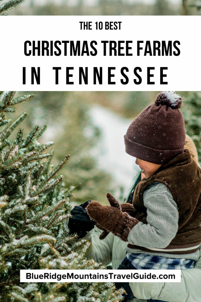 The 10 Best Christmas Tree Farms in Tennessee (2023) - Blue Ridge ...