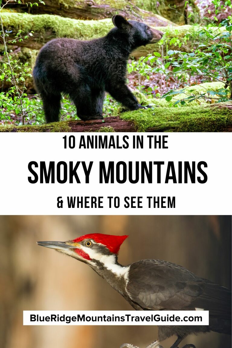 10 Amazing Animals in the Smoky Mountains (& Where to See Them) - Blue ...