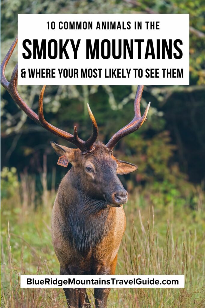 10 Amazing Animals in the Smoky Mountains (& Where to See Them) - Blue ...