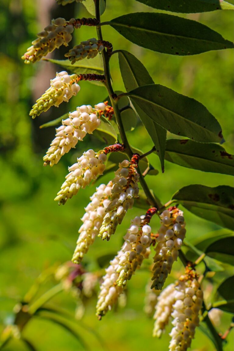 Visiting the Asheville Botanical Garden in Asheville NC - Blue Ridge ...